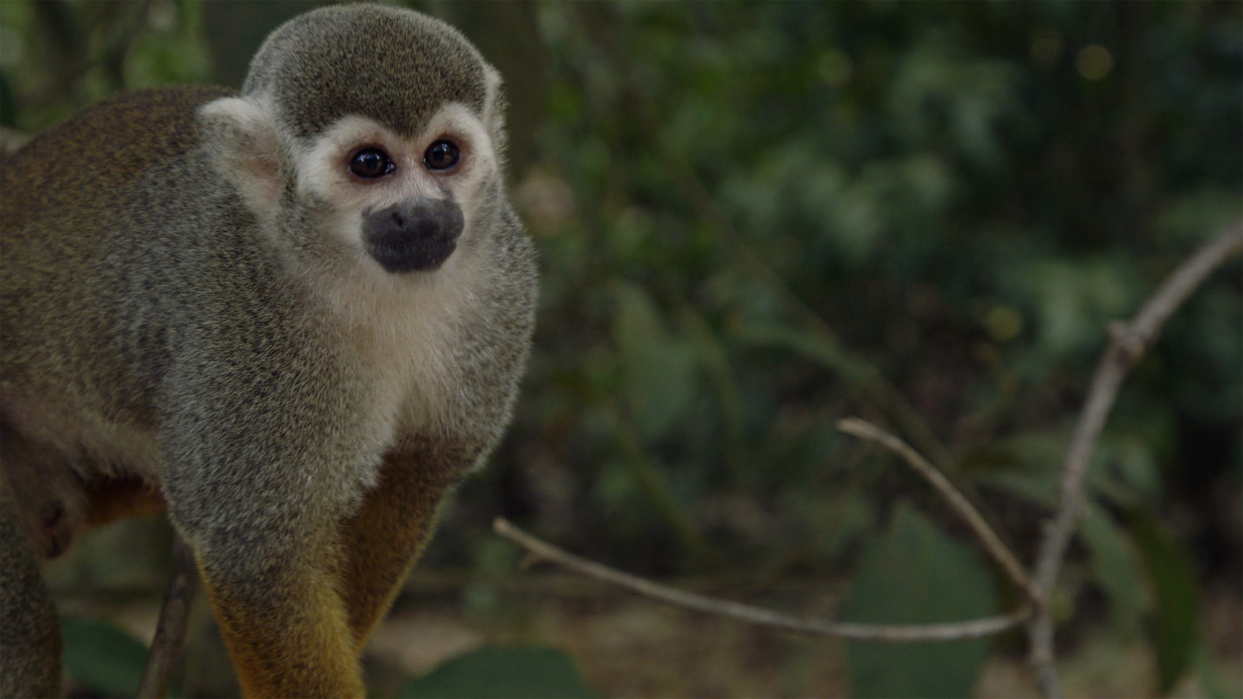 Curieuse de Nature – Sur les traces du singe capucin en Guyane ...