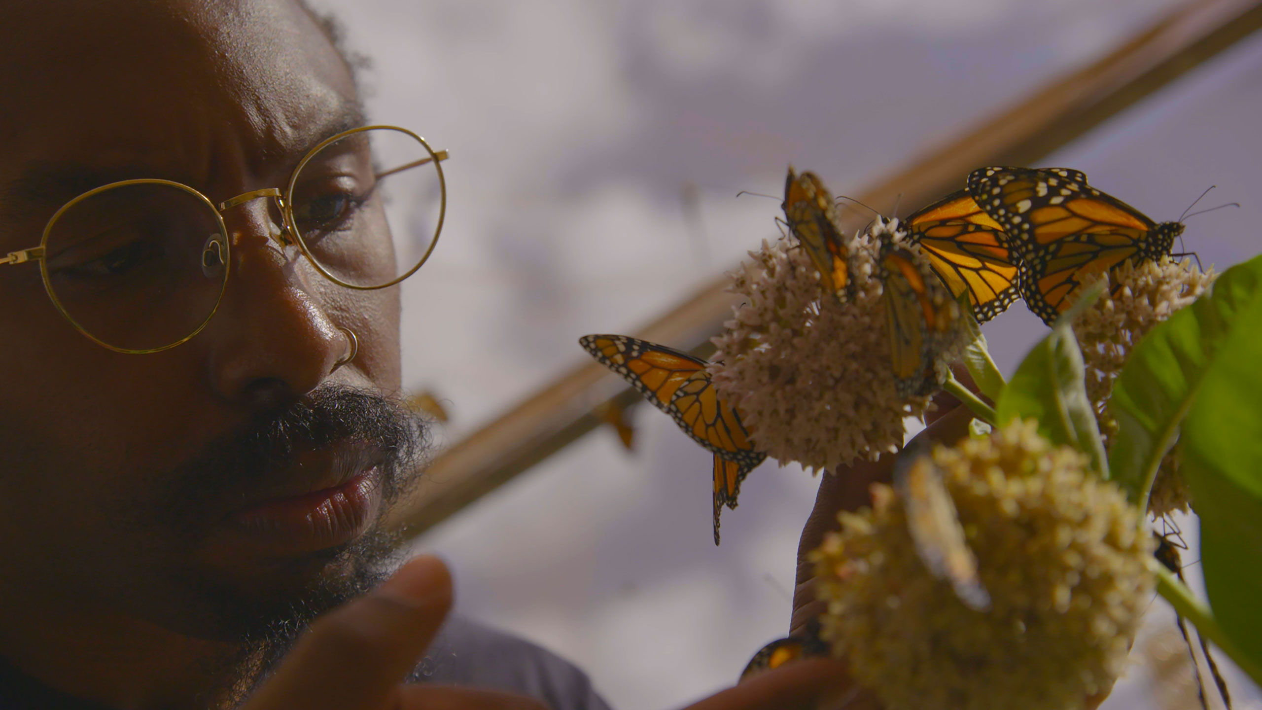 Le Message des papillons - Pariscience