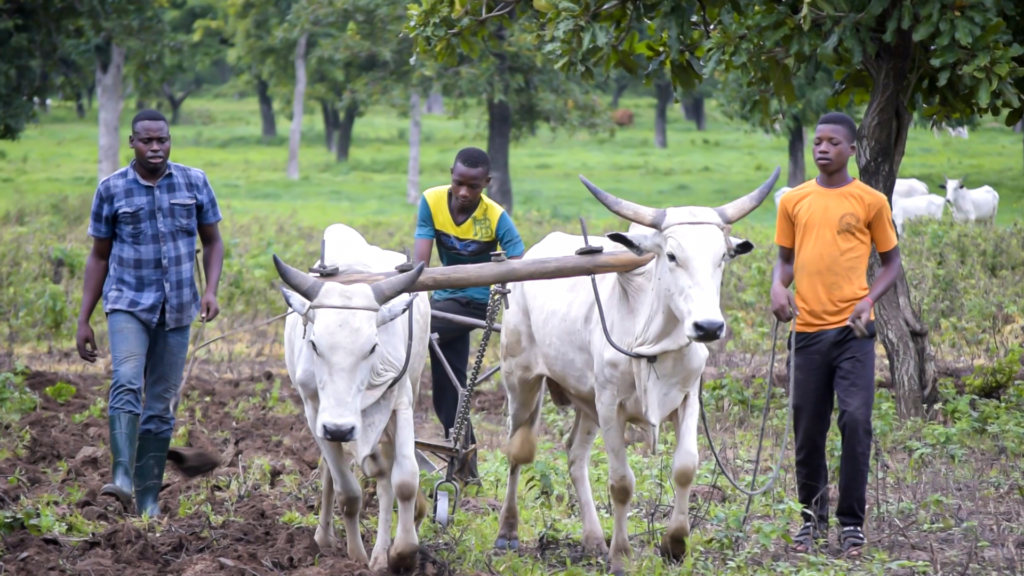 Agro-élevage Peul, une pratique au rythme de la nature - Pariscience